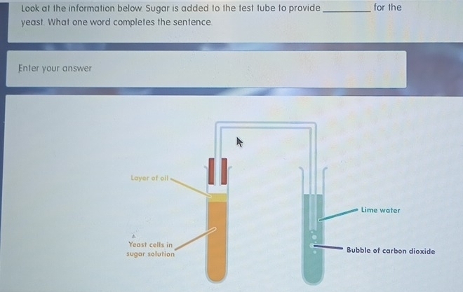 Solved: Look at the information below. Sugar is added to the test tube ...