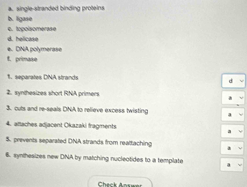 Solved: single-stranded binding proteins b. ligase c. topoisomerase d ...