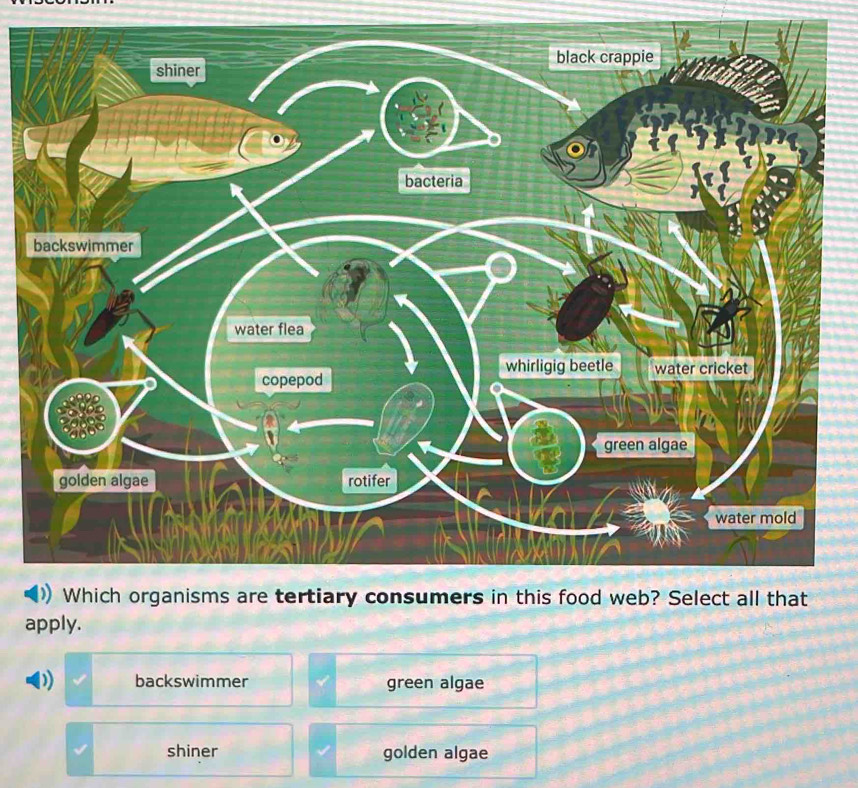 Solved: black crappie shiner bacteria backswimmer water flea whirligig ...
