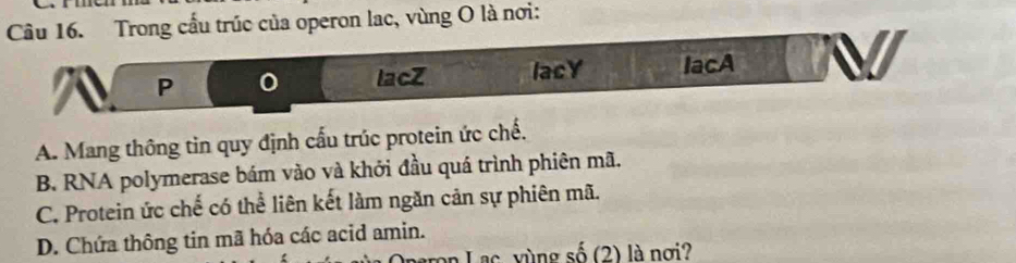 Giải quyết:Trong cấu trúc của operon lac, vùng O là nơi: P lacZ lacY ...