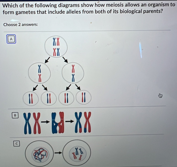 Solved: Which of the following diagrams show how meiosis allows an ...