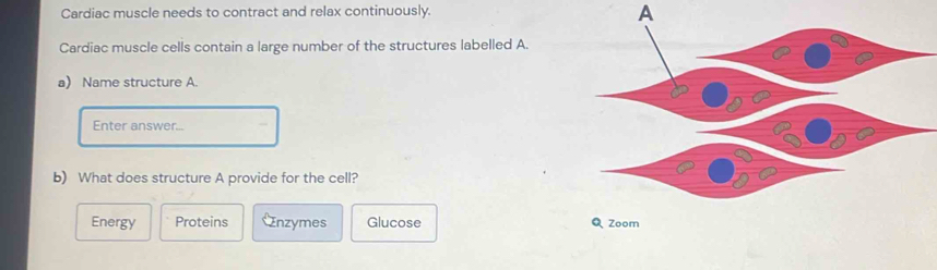 Résolu :Cardiac muscle needs to contract and relax continuously. A ...