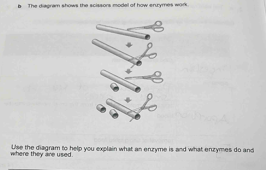 Solved: The diagram shows the scissors model of how enzymes work. Use ...