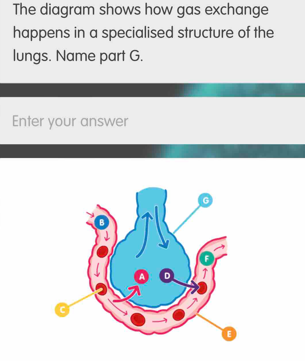 Solved: The diagram shows how gas exchange happens in a specialised structure of the lungs. Name ...