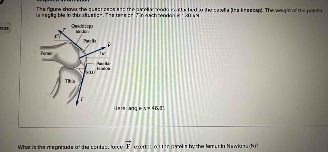 Solved: The figure shows the quadriceps and the patellar tendons ...