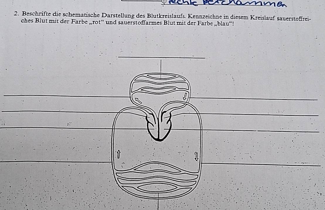 Gelöst:Beschrifte die schematische Darstellung des Blutkreislaufs ...