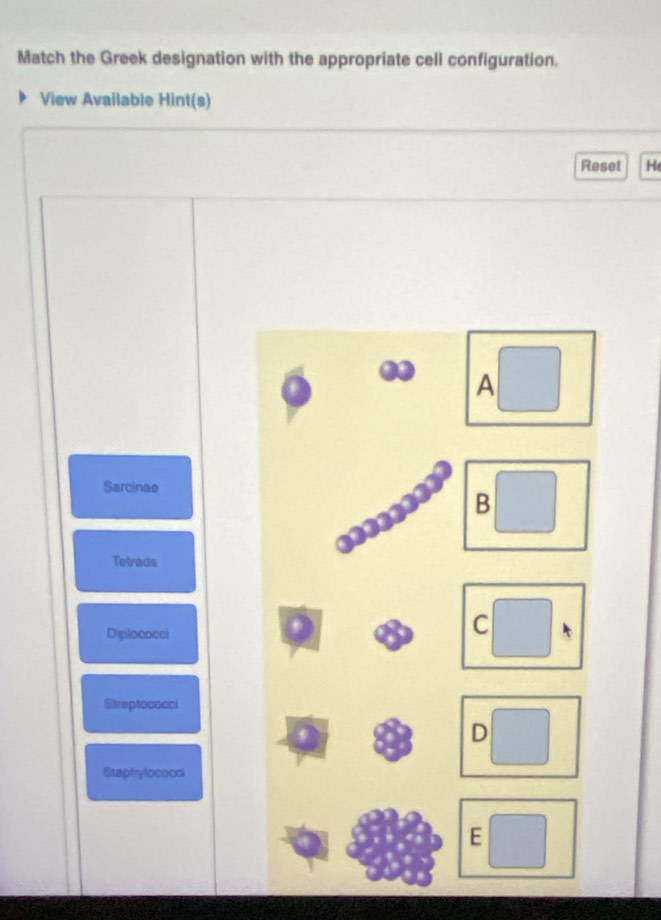 Solved: Match the Greek designation with the appropriate cell ...