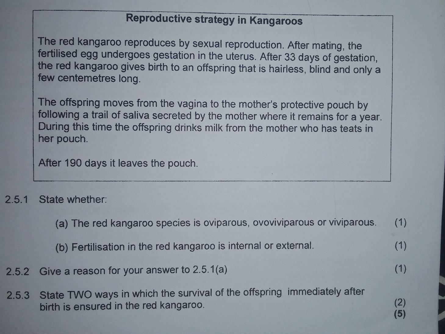 Gelöst:Reproductive strategy in Kangaroos The red kangaroo reproduces ...