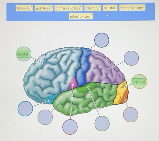 Solved: temporal * gustatory primary auditory* olfactory parietal ...