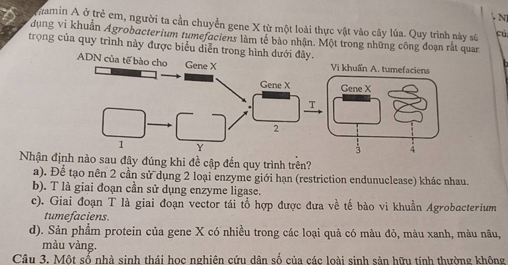 Giải quyết:amin A ở trẻ em, người ta cần chuyển gene X từ một loài thực ...