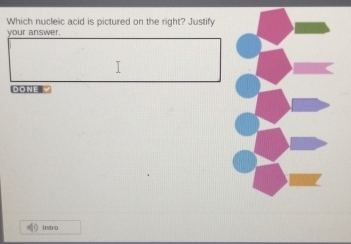 Solved: Which nucleic acid is pictured on the right? Justify your ...