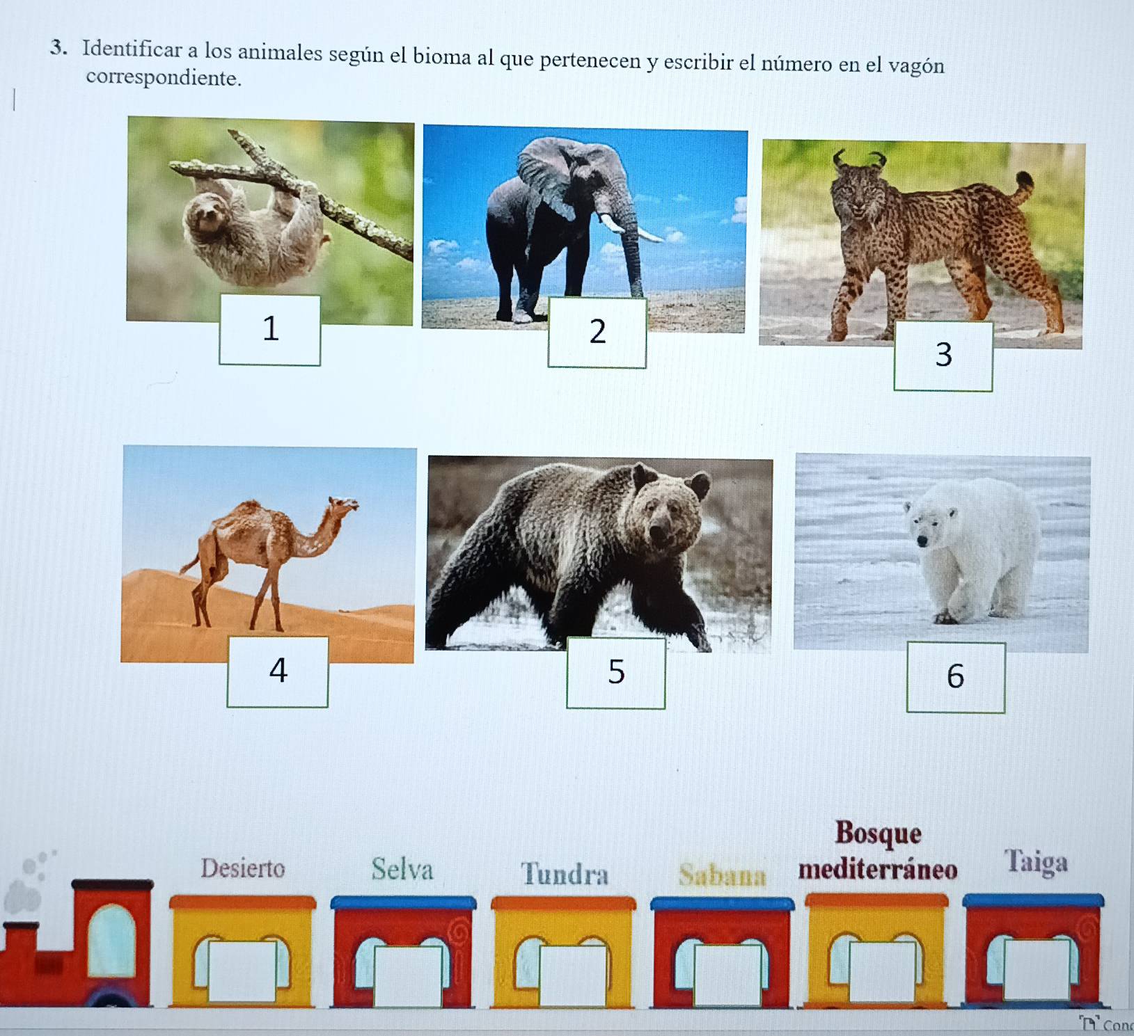 Resuelto:Identificar a los animales según el bioma al que pertenecen y ...