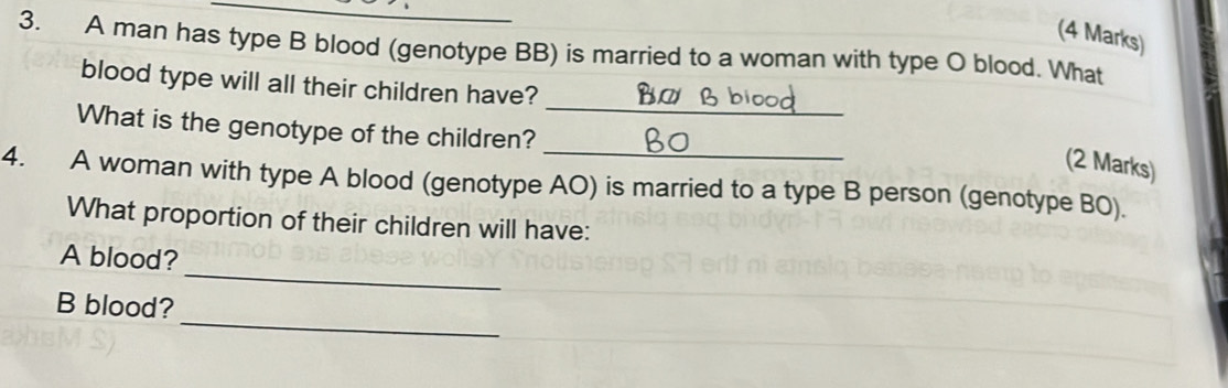 Solved: A man has type B blood (genotype BB) is married to a woman with ...