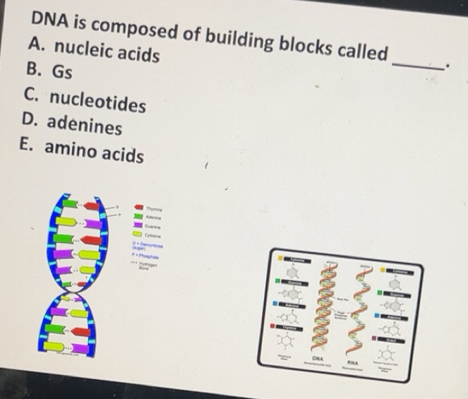 Solved: DNA is composed of building blocks called _. A. nucleic acids B ...