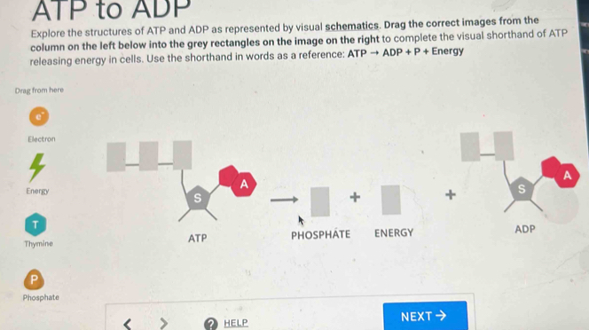 Solved: ATP to ADP Explore the structures of ATP and ADP as represented by visual schematics ...