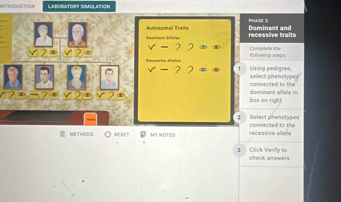 Solved: INTRODUCTION LABORATORY SIMULATION PHASE 2: Autosomal Traits ...