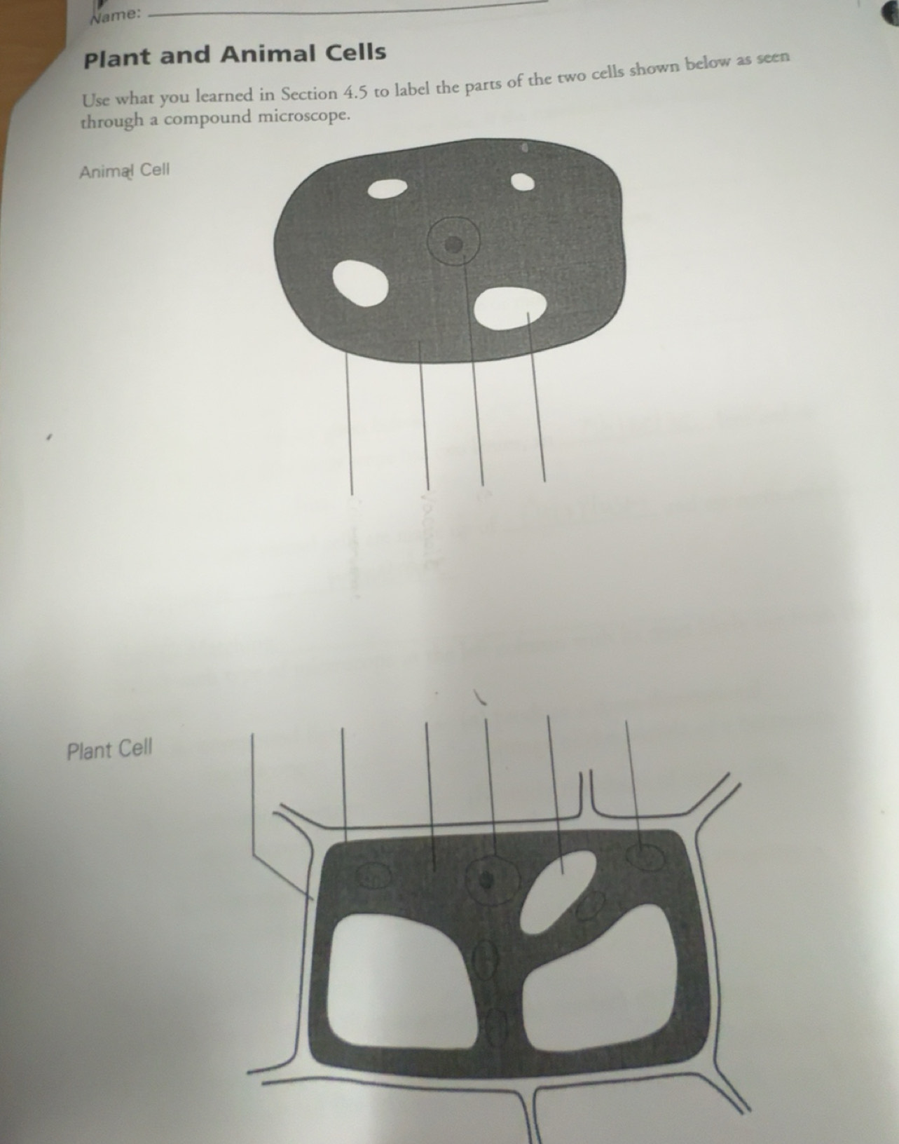 Gelöst:Name: _ Plant and Animal Cells Use what you learned in Section 4 ...