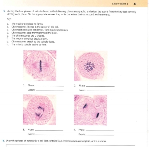 Solved: Review Sheet 4 49 5. Identify the four phases of mitosis shown in the following ...