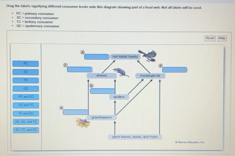 Solved: Drag the labels signifying different consumer levels onto this ...