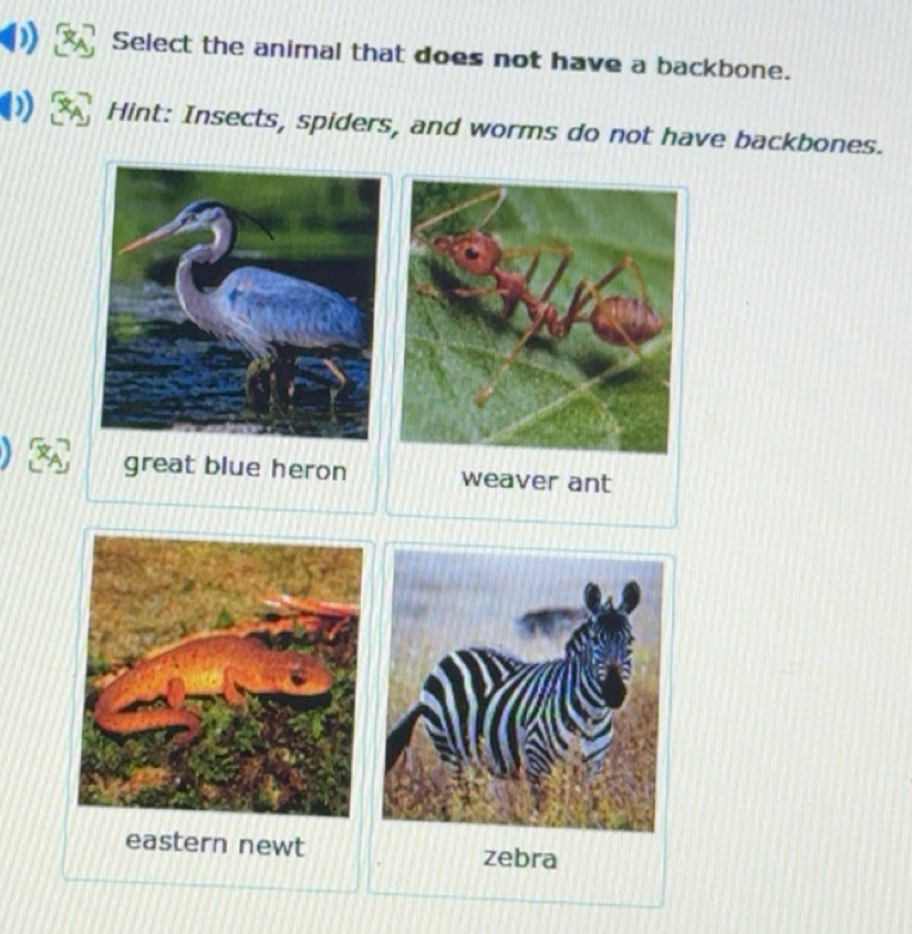 Gelöst:Select the animal that does not have a backbone. Hint: Insects ...