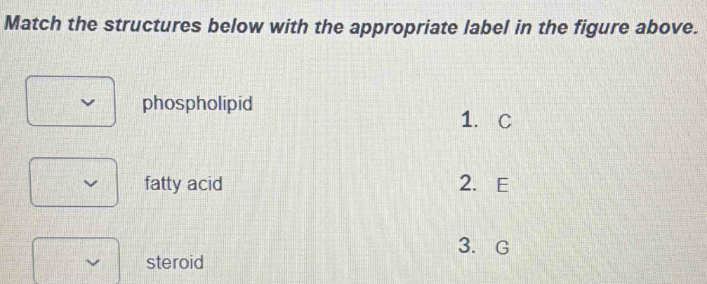 Solved: Match the structures below with the appropriate label in the ...