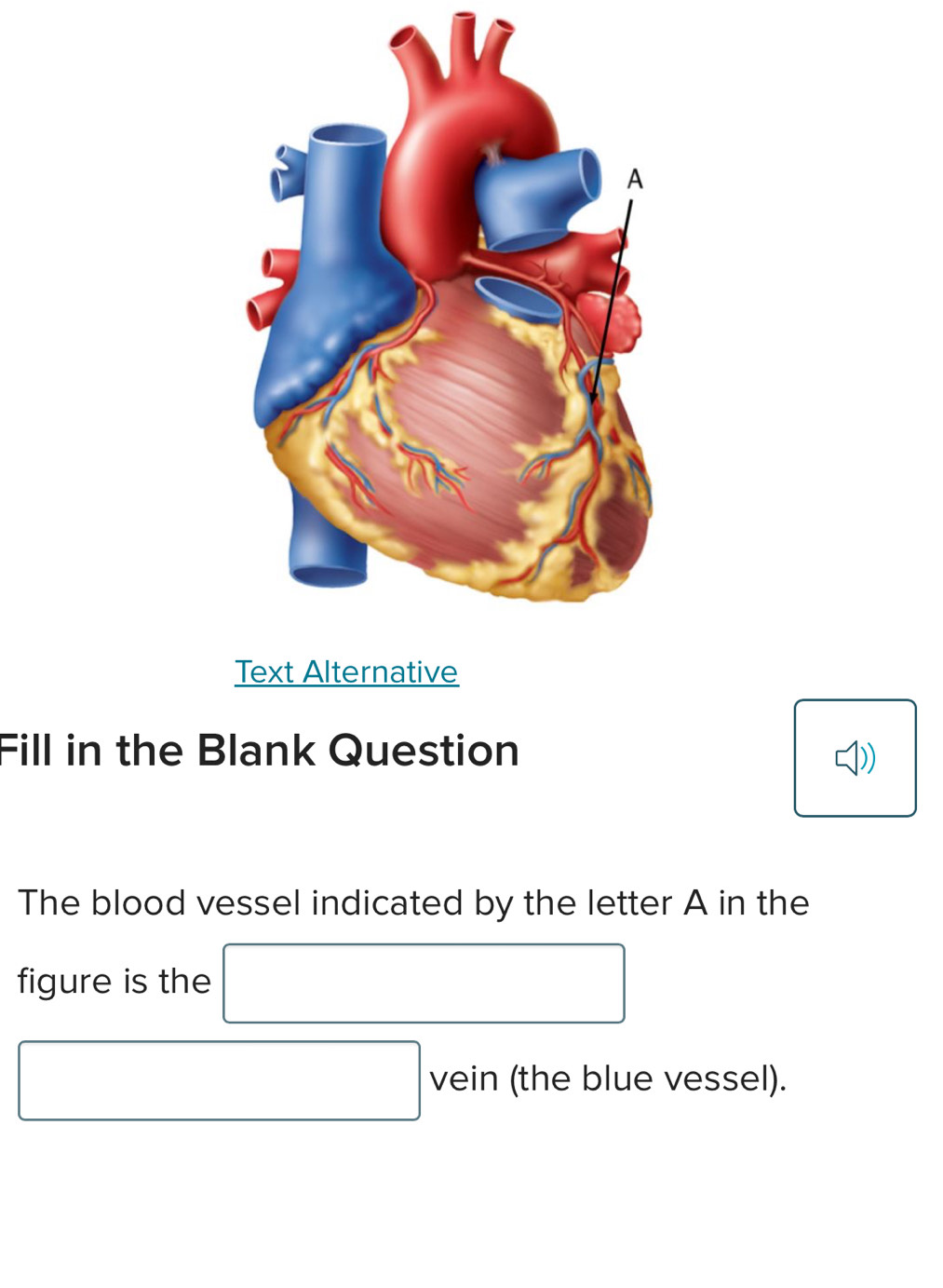 Solved: Fill in the Blank Question The blood vessel indicated by the ...