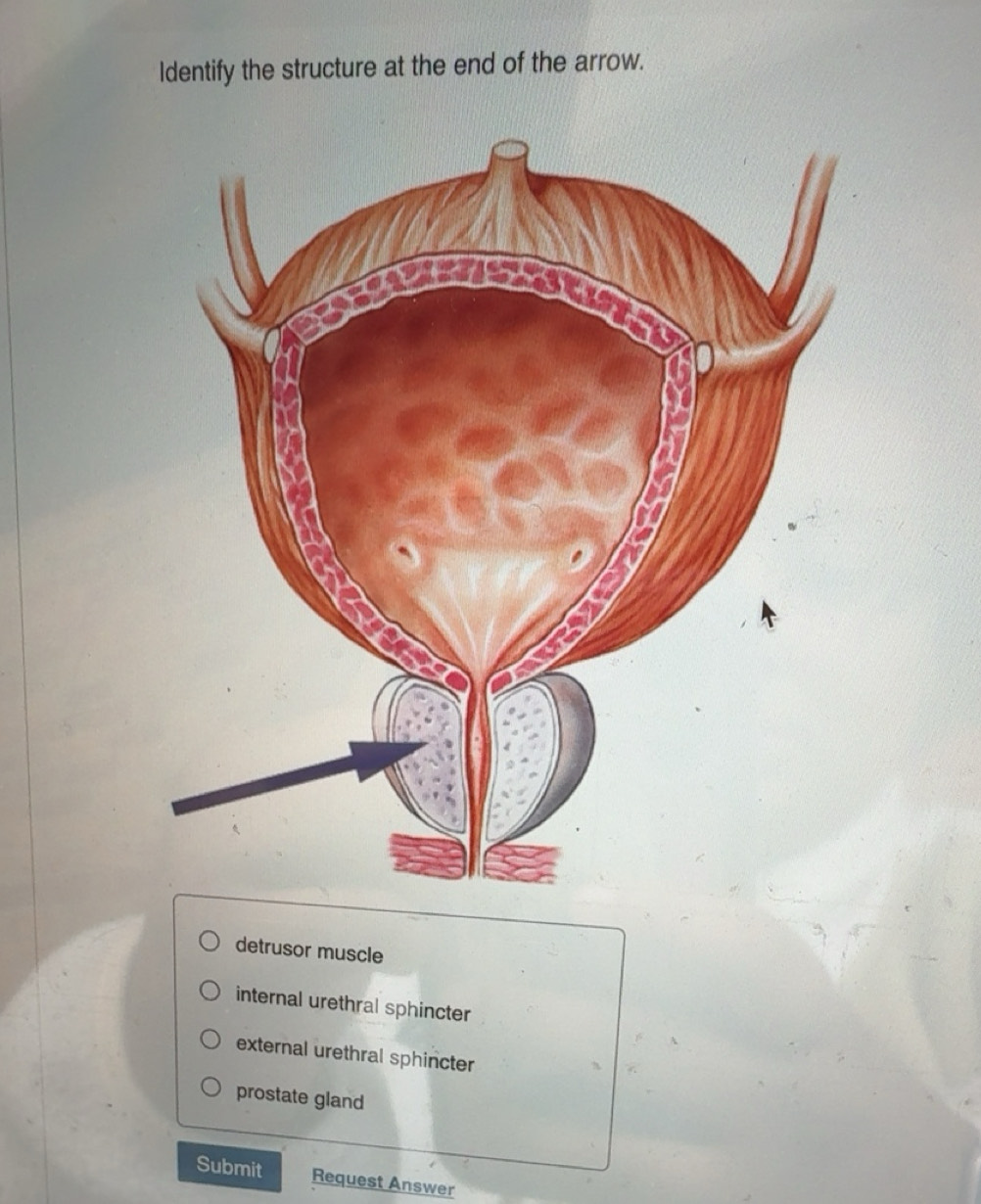 Solved: Identify the structure at the end of the arrow. detrusor muscle ...