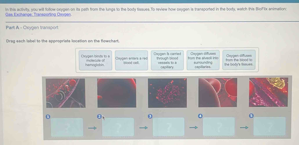 Solved: In this activity, you will follow oxygen on its path from the lungs to the body tissues ...