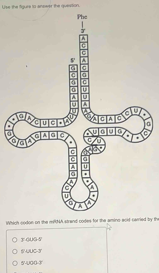 Solved: Use the figure to answer the question. G G Which codon on the ...
