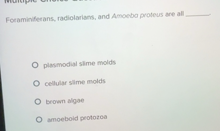 Solved: Foraminiferans, radiolarians, and Amoebα proteus are all ...