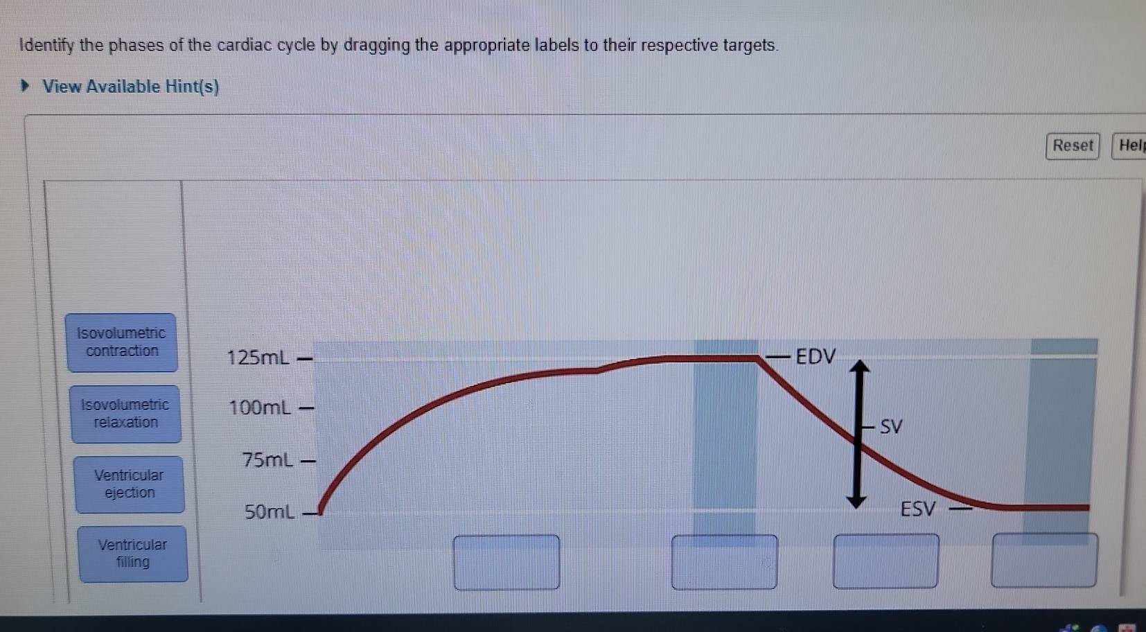 Solved: Identify the phases of the cardiac cycle by dragging the ...