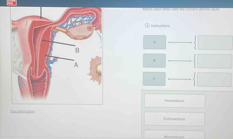 Solved: Match each letter with the correct uterine layer. Instructions ...