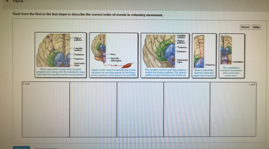 Solved: Rank from the first to the last steps to describe the correct ...