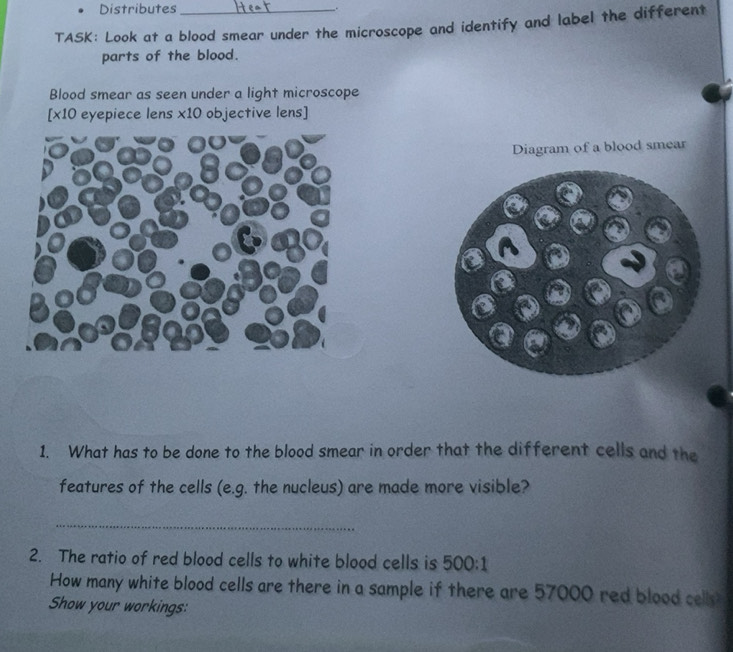 Gelöst:Distributes 、 TASK: Look at a blood smear under the microscope ...