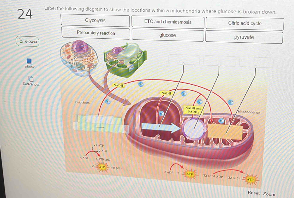 Solved: Label the following diagram to show the locations within a ...