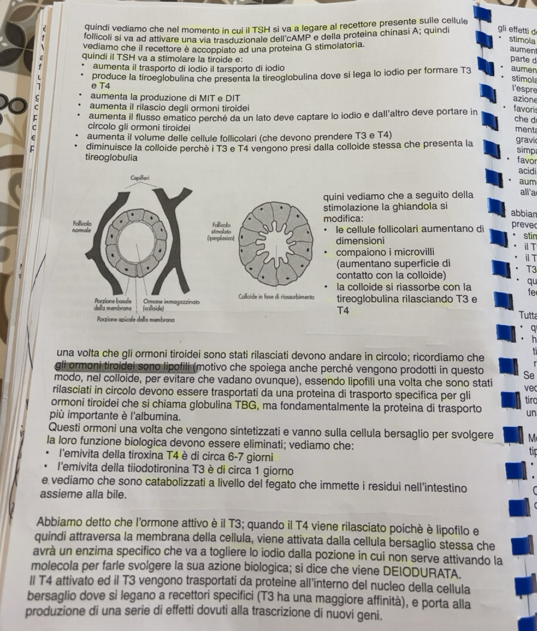 Risolto:quindi vediamo che nel momento in cui il TSH si va a legare al ...