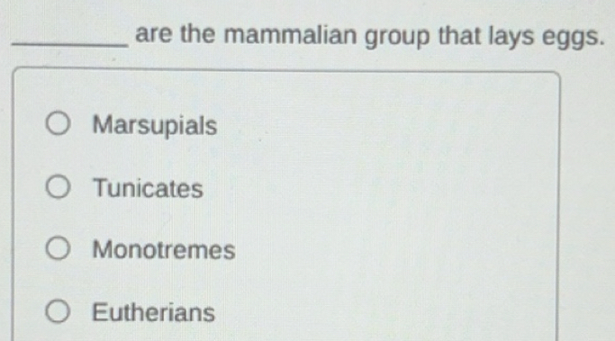 Solved: are the mammalian group that lays eggs. Marsupials Tunicates ...