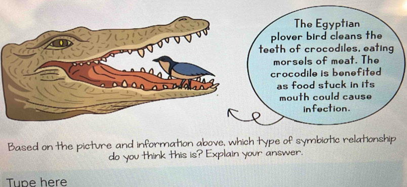 Solved: The Egyptian plover bird cleans the teeth of crocodiles, eating ...