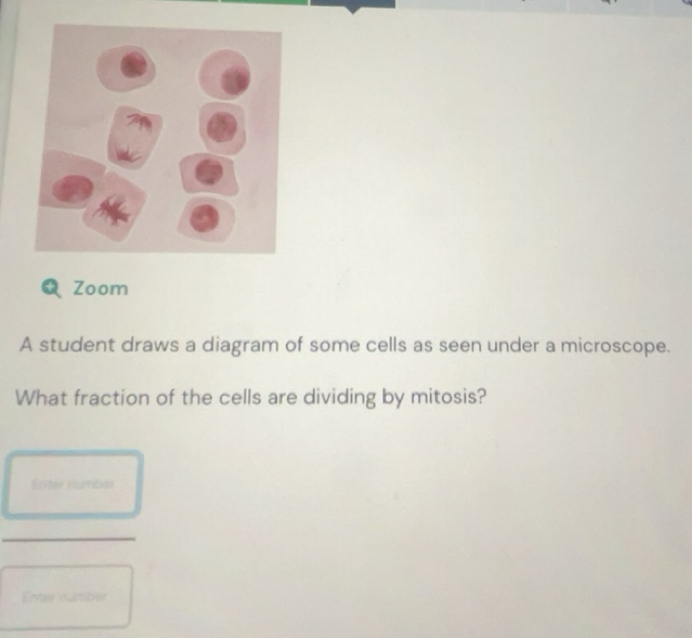 Solved: Zoom A student draws a diagram of some cells as seen under a ...