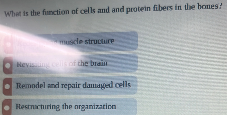 Solved: What is the function of cells and and protein fibers in the ...
