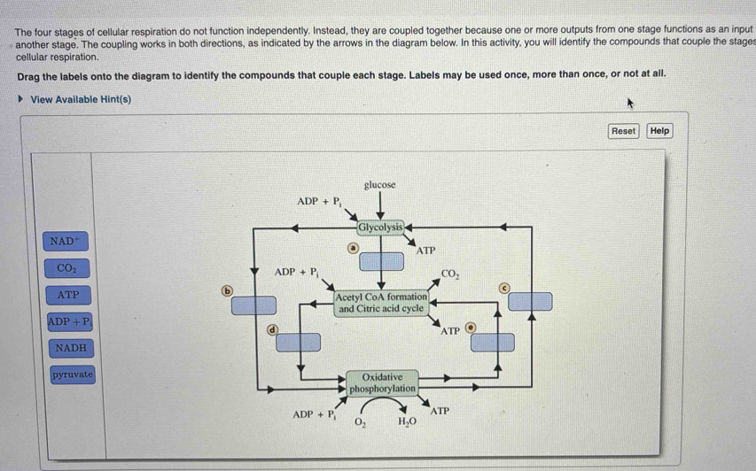 Solved: The four stages of cellular respiration do not function ...