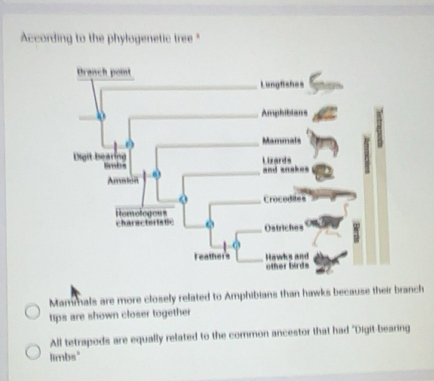 Solved: According to the phylogenetic tree* Mammals are more closely ...