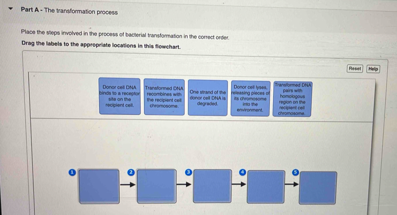 Solved: The transformation process Place the steps involved in the ...