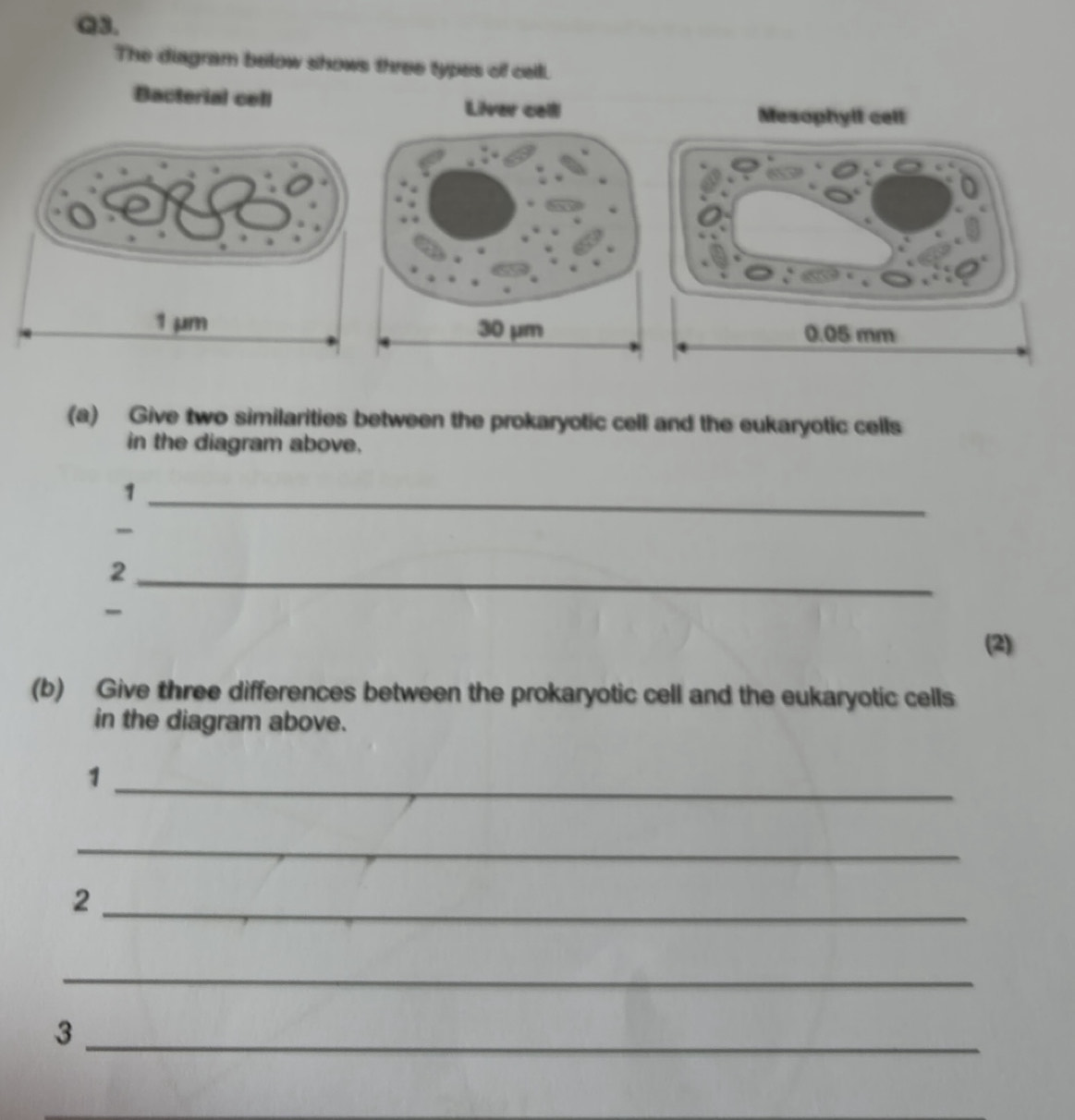 Gelöst:The diagram below shows three types off cell. Bacterial cell (a ...