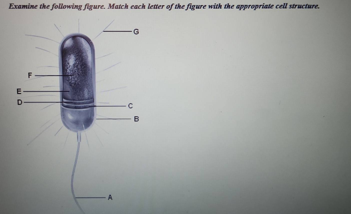 Solved: Examine the following figure. Match each letter of the figure ...