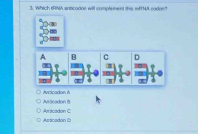 Solved: Which tRNA anticodon will complement this mRNA codon? Anticodon ...