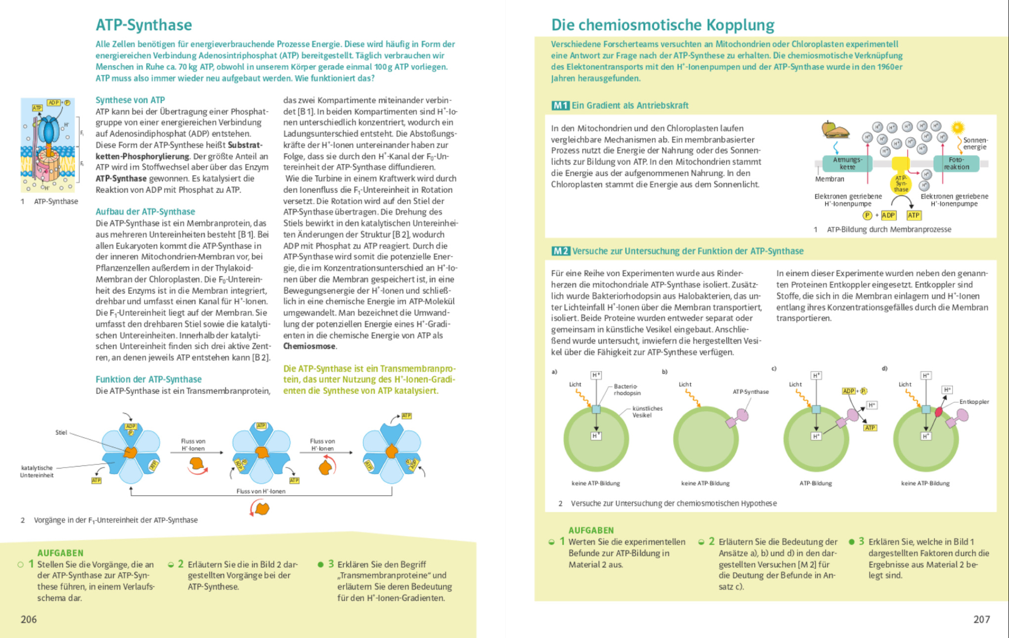 Gelöst:ATP-Synthase Die chemiosmotische Kopplung Alle Zellen benötigen ...