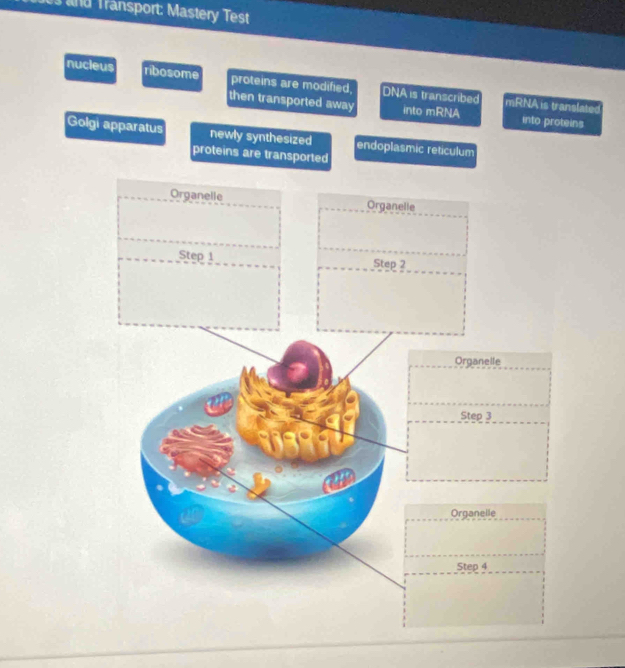 Solved: ad Transport: Mastery Test nucieus ribosome proteins are ...