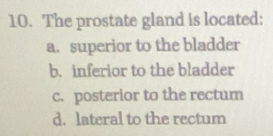 Solved: The prostate gland is located: a. superior to the bladder b ...