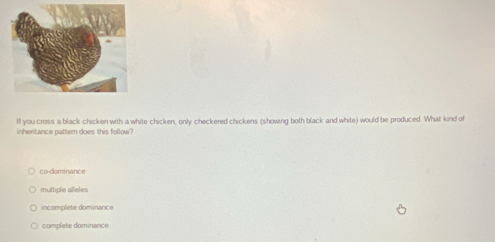 Solved: If you cross a black chicken with a white chicken, only ...